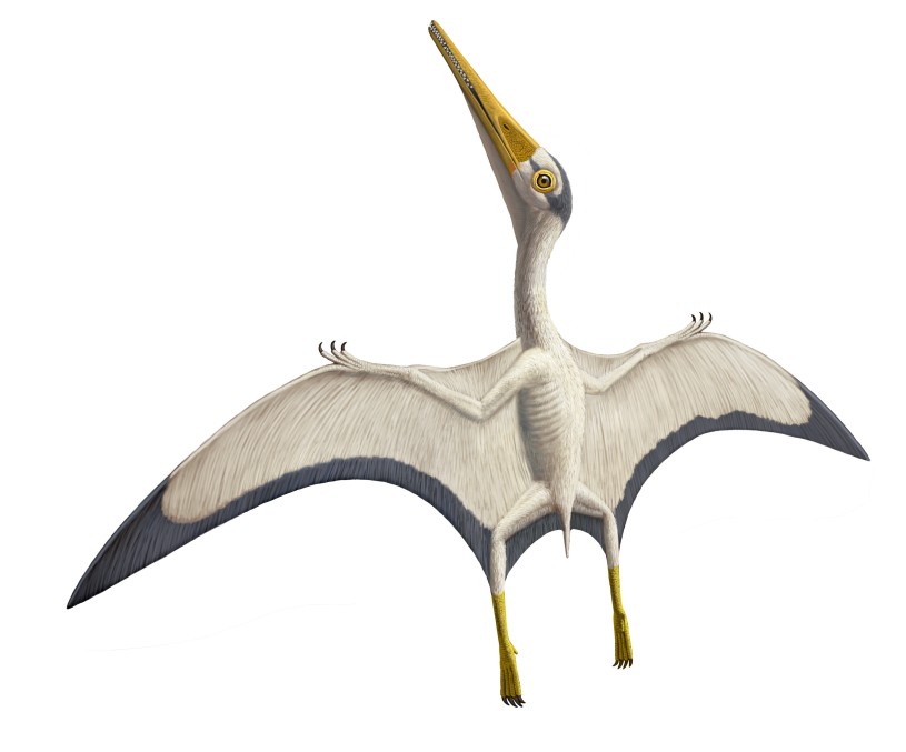 Dinosaurs Pterosaurs